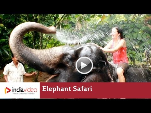 Elephant Camp and Elephant Safari in Thekkady, Kerala | India Video