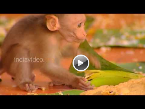 Onam feast, Ritual offering, Monkeys, Sasthamkotta, Sri Dharmasatha ...
