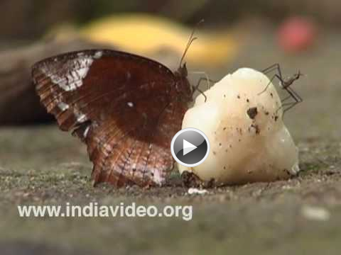 Common Palmfly, Butterfly, Elymnias hypermnestra, India, Kerala Videos