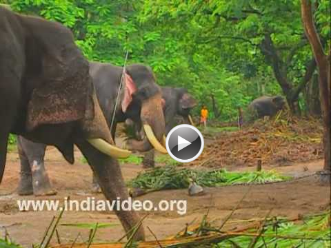 Elephants at Punnathoorkotta Anathavalam, Thrissur, India, Kerala Videos