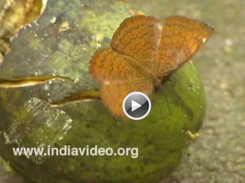 Common Castor, Butterfly, Ariadne merione, India, Kerala Videos