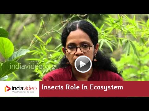 Insects role in ecosystem
