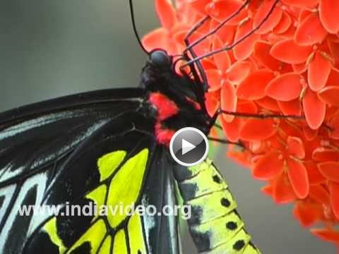 Southern Birdwing, Troides minos, Butterfly, Flora and Fauna, India ...