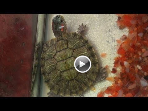 Red Eared Slider Turtle, Aquatic turtle, Aquarium, Pets, India, Video